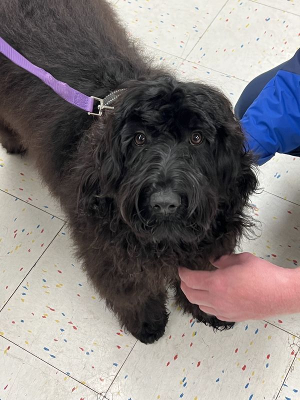 Available Dogs : Adopt or Foster : Nebraska No Kill Canine Rescue