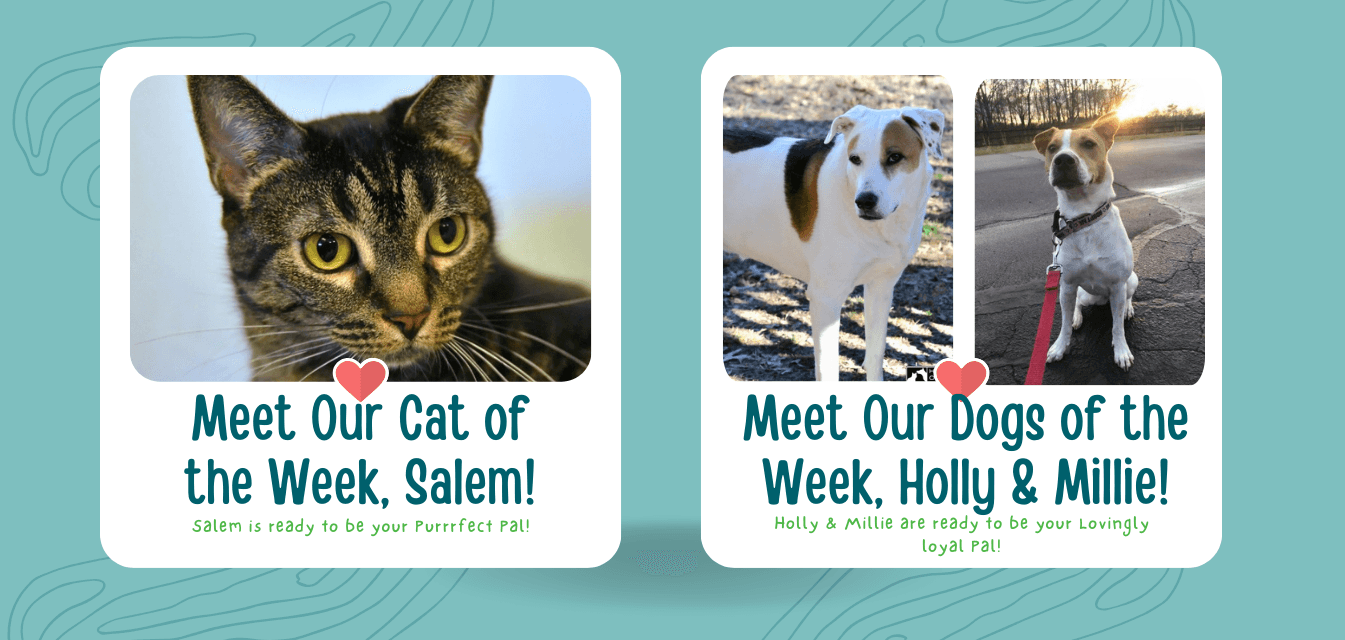 Home : Humane Society of York County