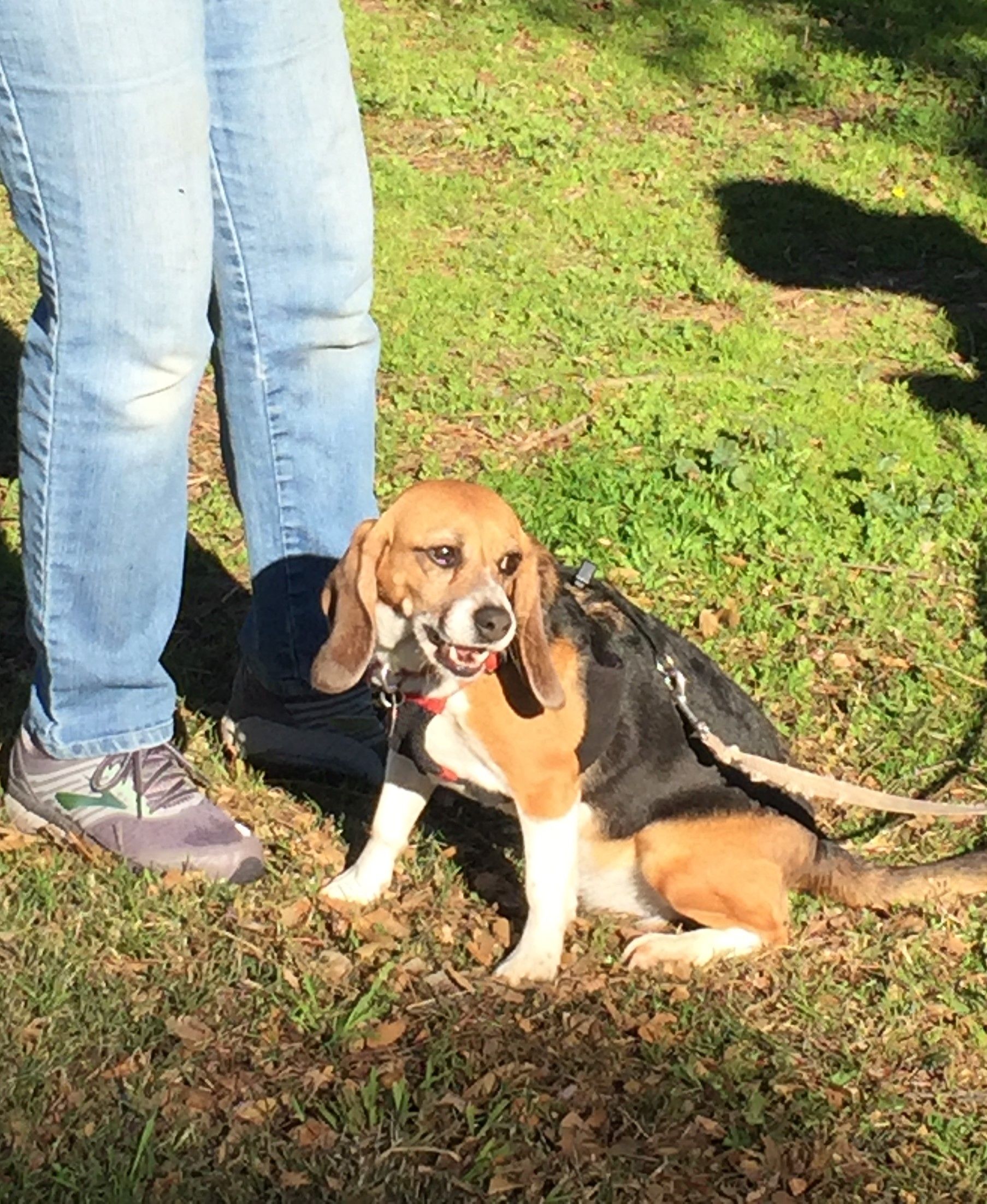 Ruthie : 3R Dogs : Adopt : 3R Rescue, Inc.