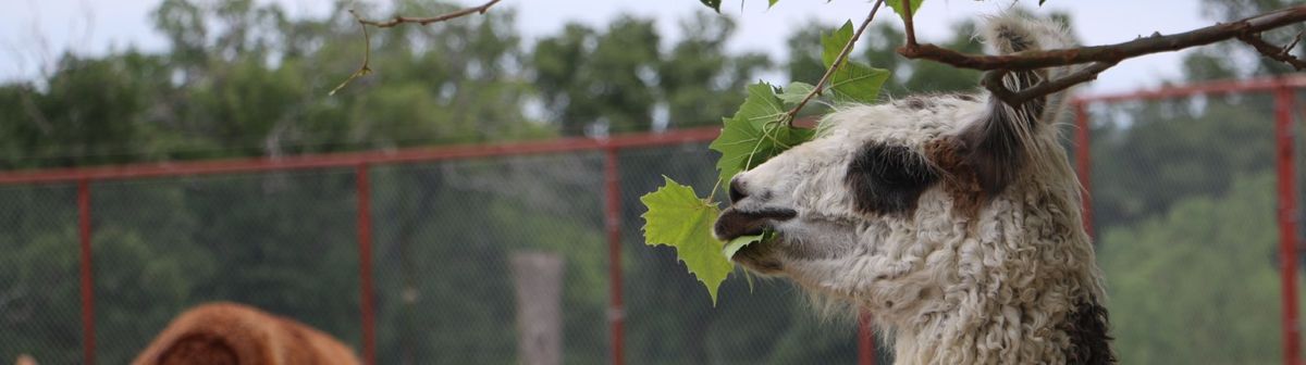 overview : Llama : Meet the Animals : Center for Animal Research and ...