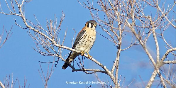 American Kestrel | Bird Gallery | Houston Audubon