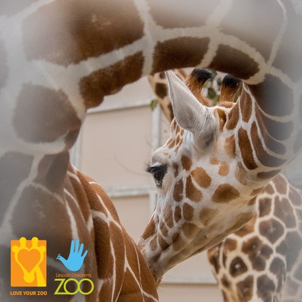 Giraffes : Expansion : Lincoln Children's Zoo