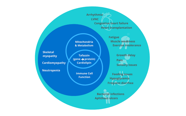 Research Strat v2 : Research Grants : Research 2022 : Research : Barth ...