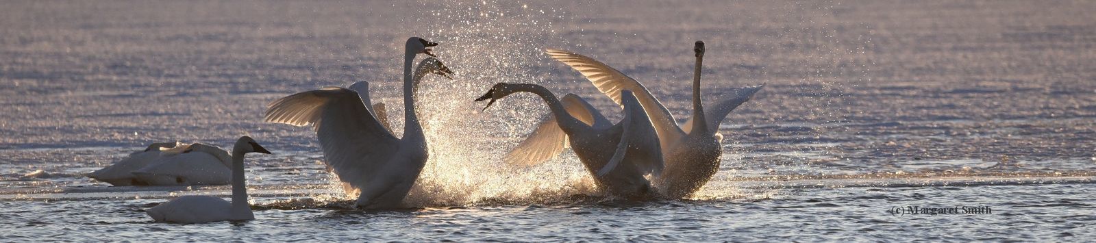 Trumpetings Newsletters |Trumpeter Swan Society