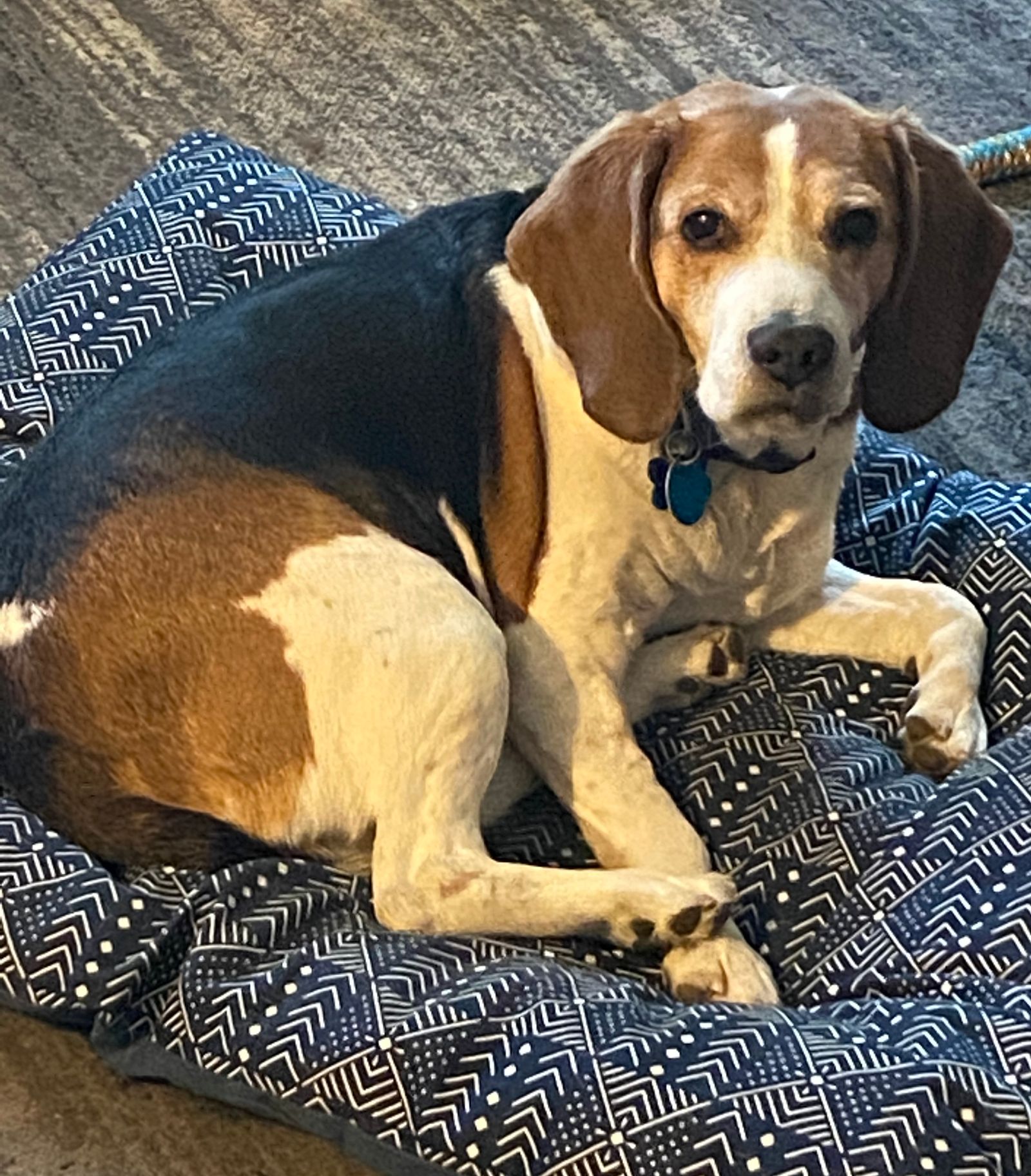 Buster the Beagle : Available Dogs : Nebraska No Kill Canine Rescue