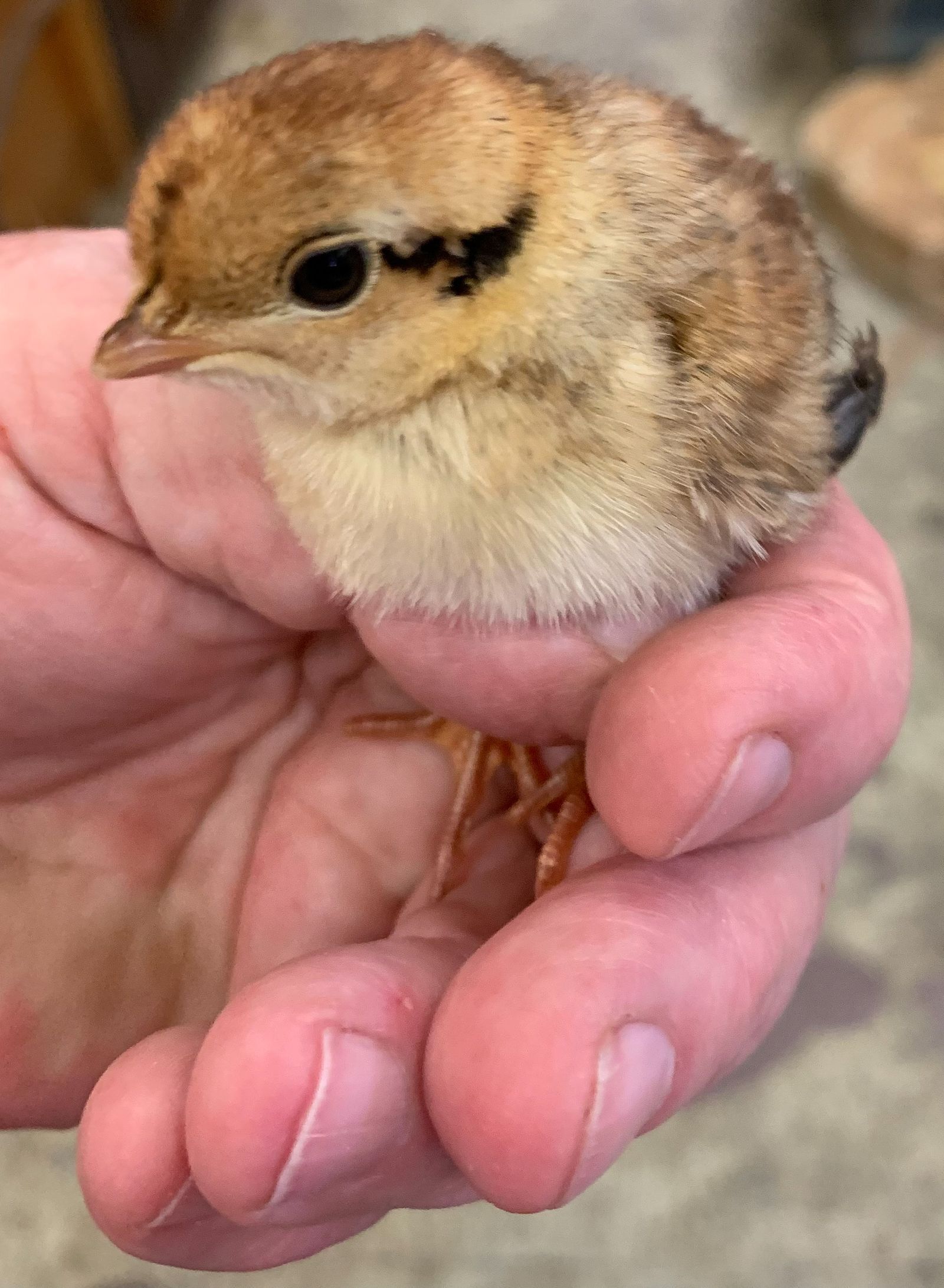 General Information : Found An Injured Animal? : Acadia Wildlife Center
