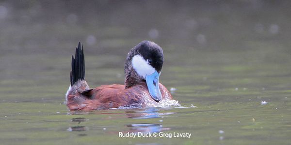 Ruddy Duck | Bird Gallery | Houston Audubon