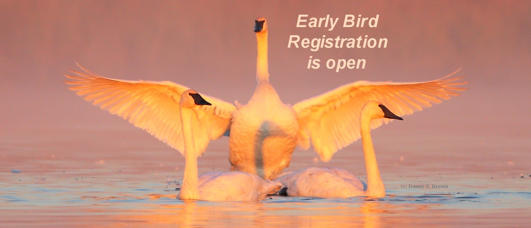 Trumpeter Swan Society|Plymouth, MN
