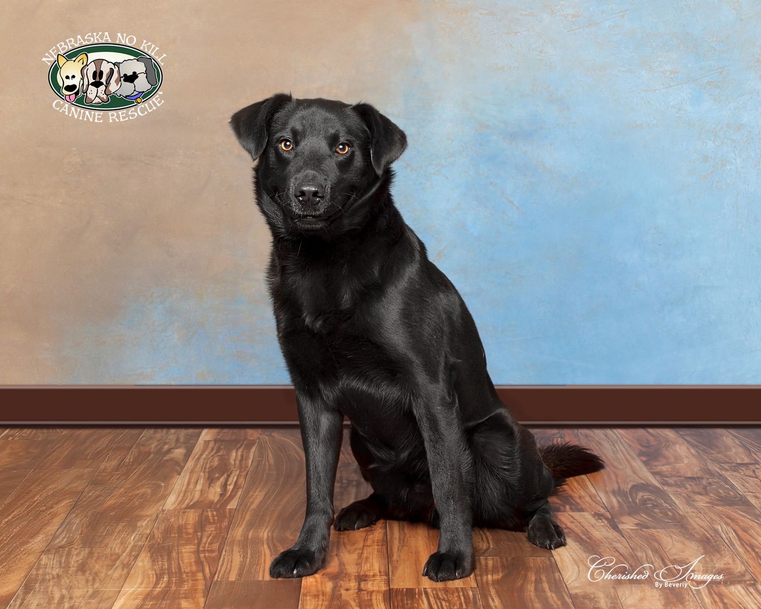 Charlie : Available Dogs : Nebraska No Kill Canine Rescue