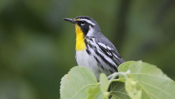 About Houston Audubon