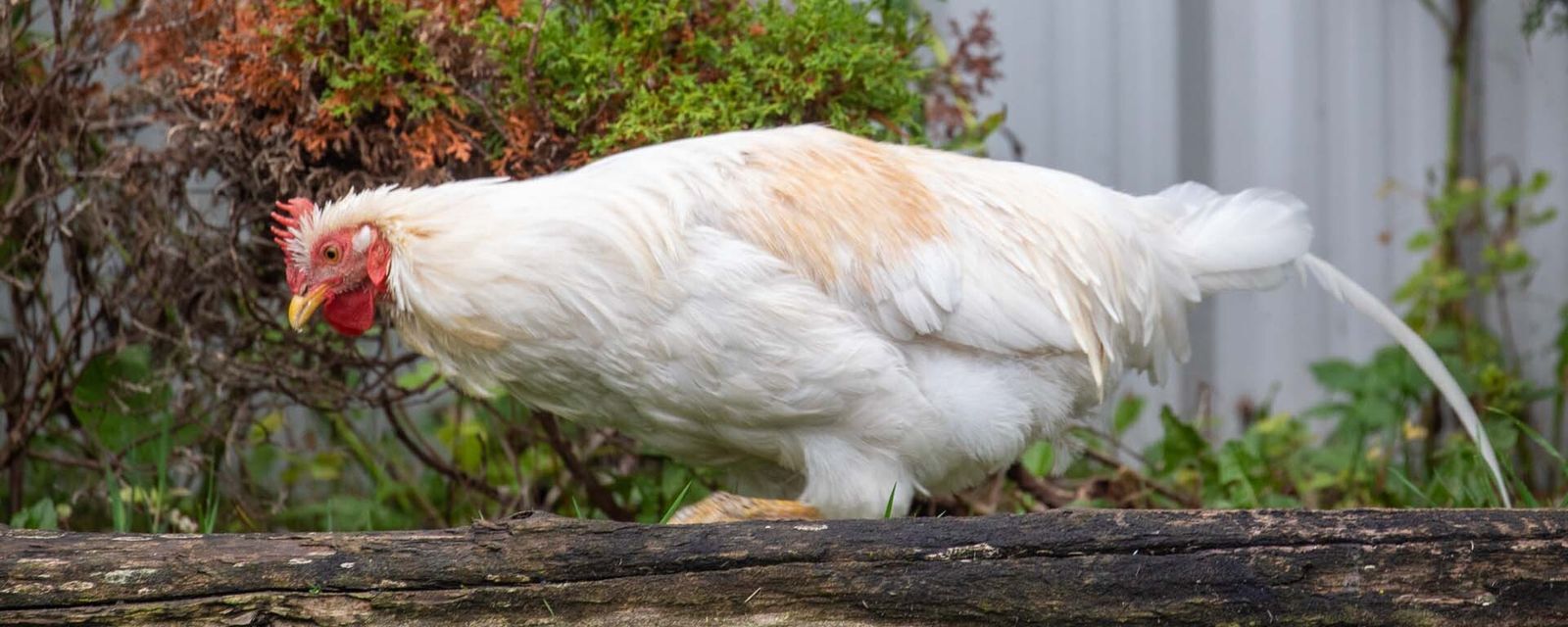 The Fauna Story : Who We Are : Fauna Foundation