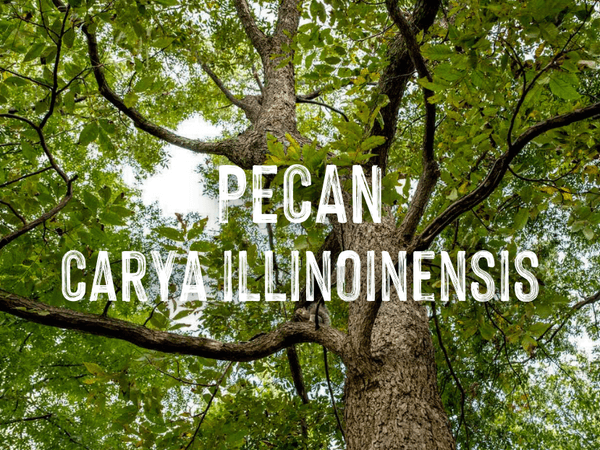 MillionTrees Project