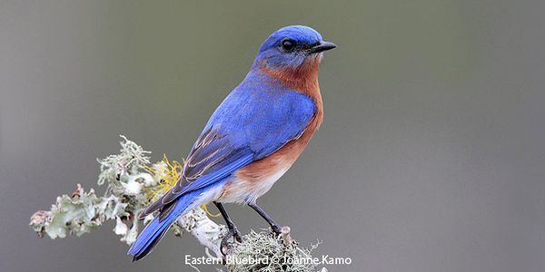 Eastern Bluebird | Bird Gallery | Houston Audubon