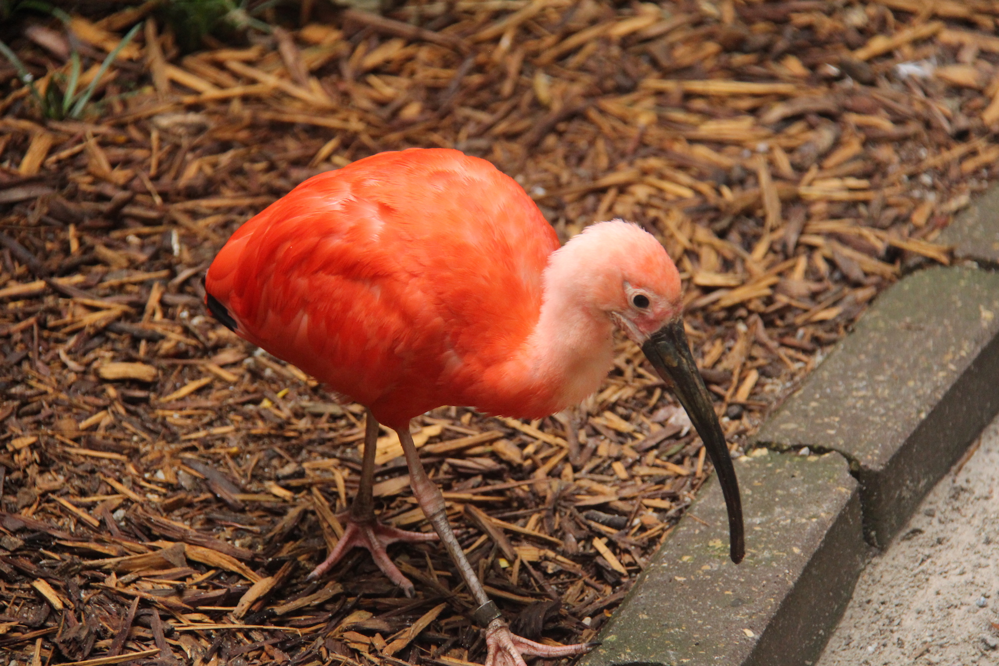 Scarlet Ibis