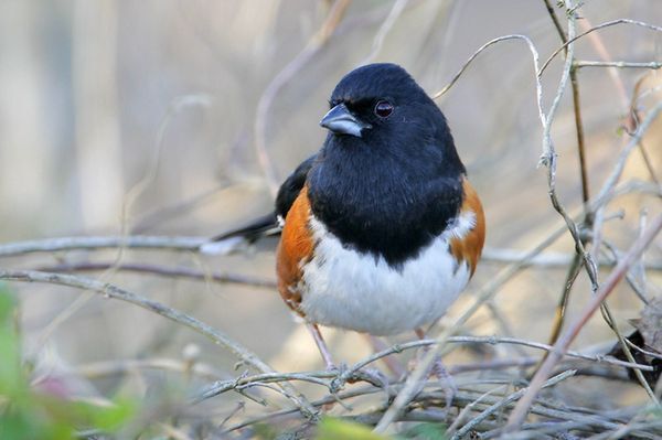 Eastern Towhee | Bird Gallery | Houston Audubon