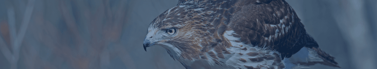 Banning Rat Poison: Vital for Raptor Conservation | Audubon Society of ...