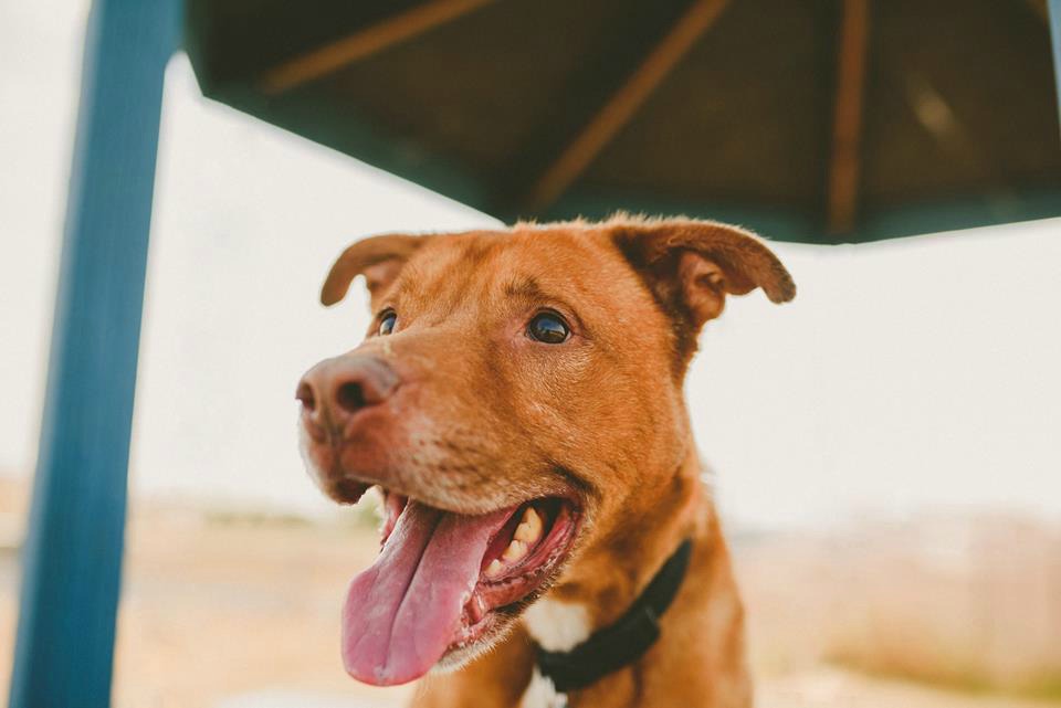 Whitman County Humane Society