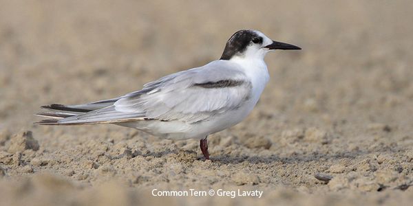 Common Tern | Bird Gallery | Houston Audubon