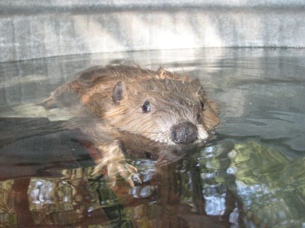 Other Wildlife Links : Wildlife Help : Nebraska Wildlife Rehab, Inc.