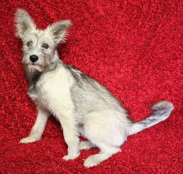 Emma : 3R Dogs : Adopt : 3R Rescue, Inc.