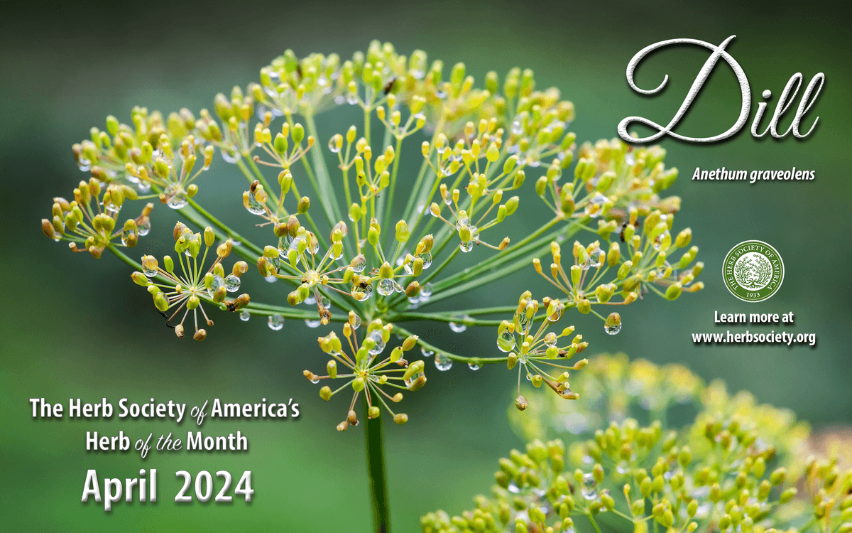 Herb of the Month : Herb Information : Learn : Herb Society of America