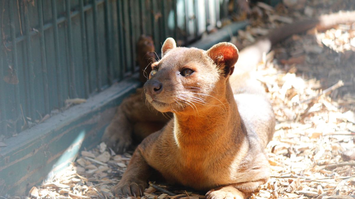 Fossa : Mammals : Animals : Lincoln Children's Zoo