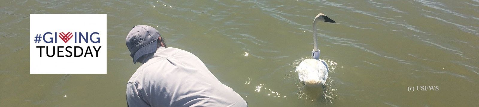 Swan Tracking EZ Give|Trumpeter Swan Society