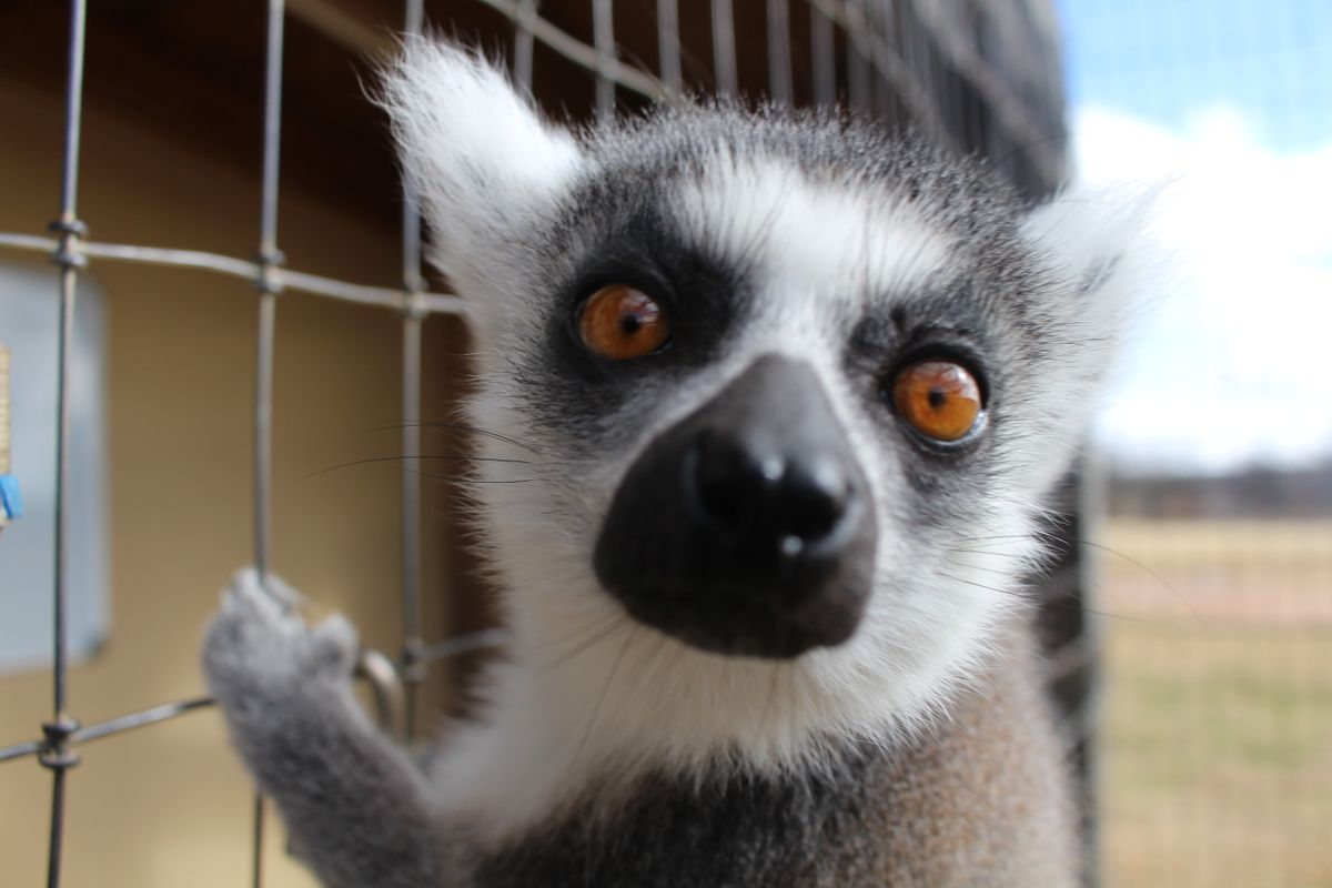 Roscoe : Lemurs : Meet the Animals : Center for Animal Research and ...