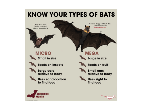 Learn Awesome Bat Facts! | Discover the Superpowers of Bats