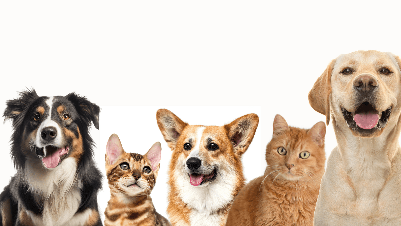 Home : Humane Society of Kawartha Lakes