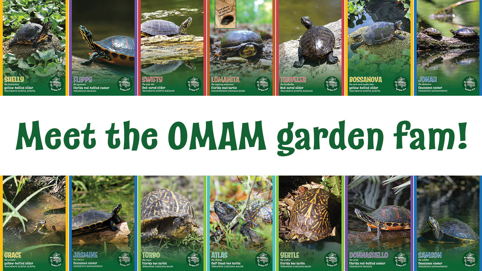 OMAM Garden Fam Symbolic Turtle Adoption Program | Ormond Memorial Art ...