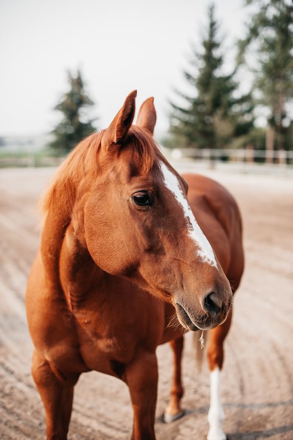 Horse Partners : Who We Are : Windhorse Equine Learning