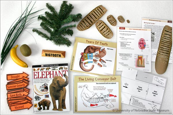 University of Nebraska State Museum of Natural History : Education ...