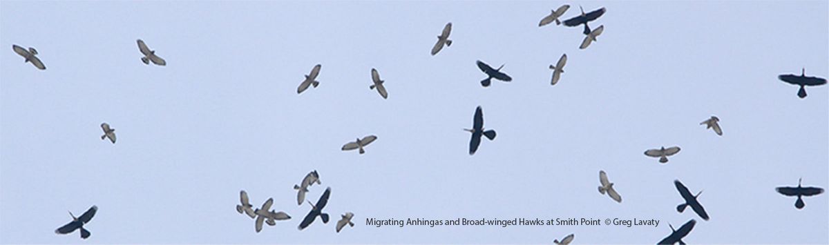 Fall Migration | Birding | Houston Audubon