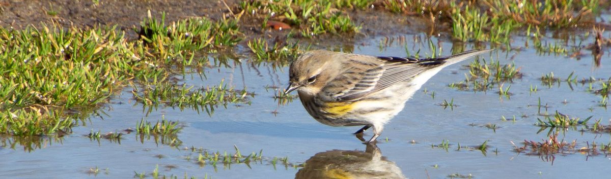 iNaturalist : Citizen Science : Resources : Adkins Arboretum