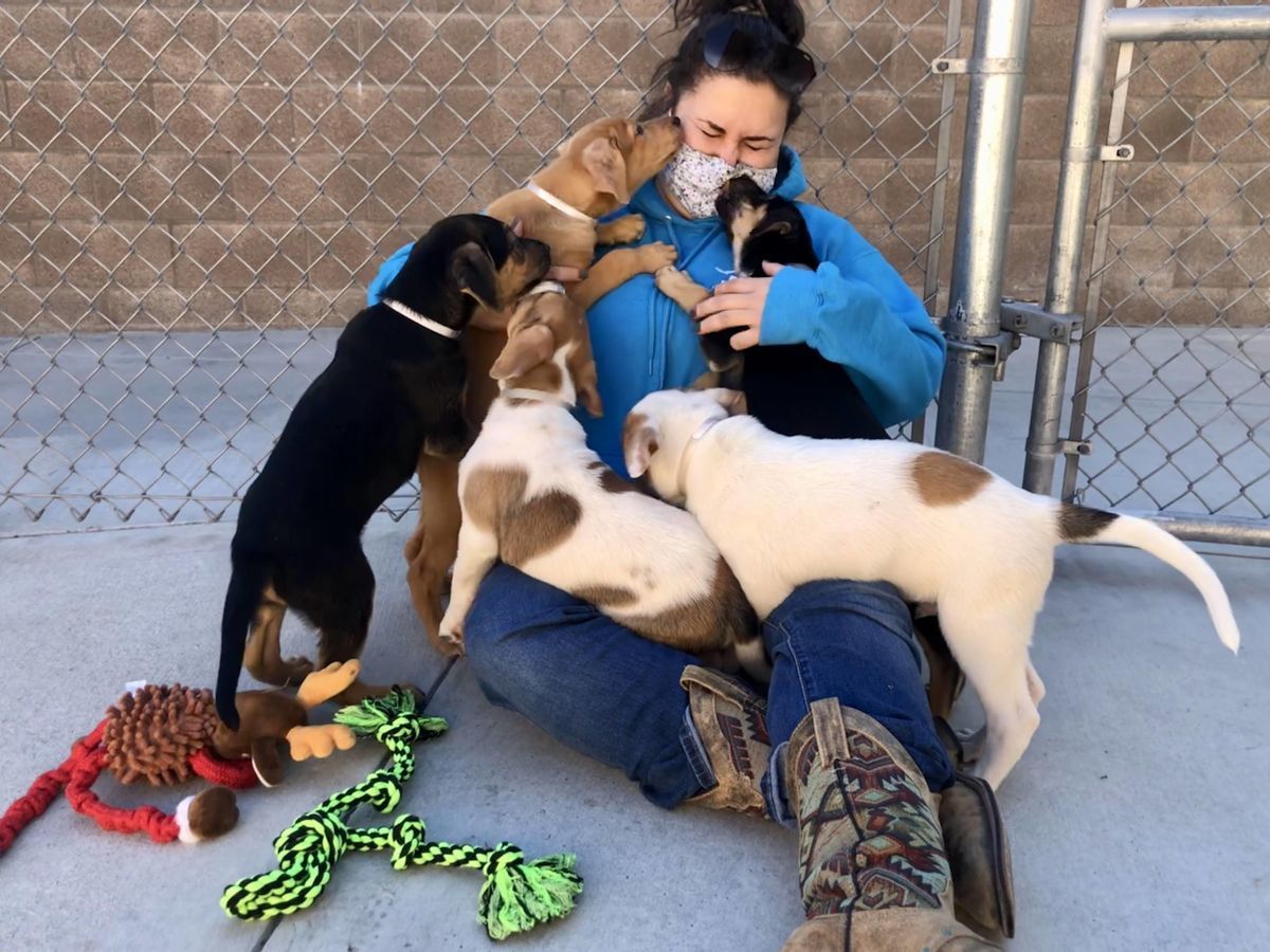 Getting Started - SPCA Monterey County