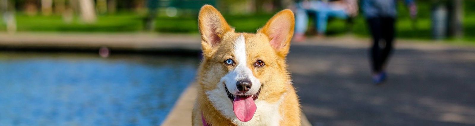 Overview : Services : Eastern Madera County SPCA