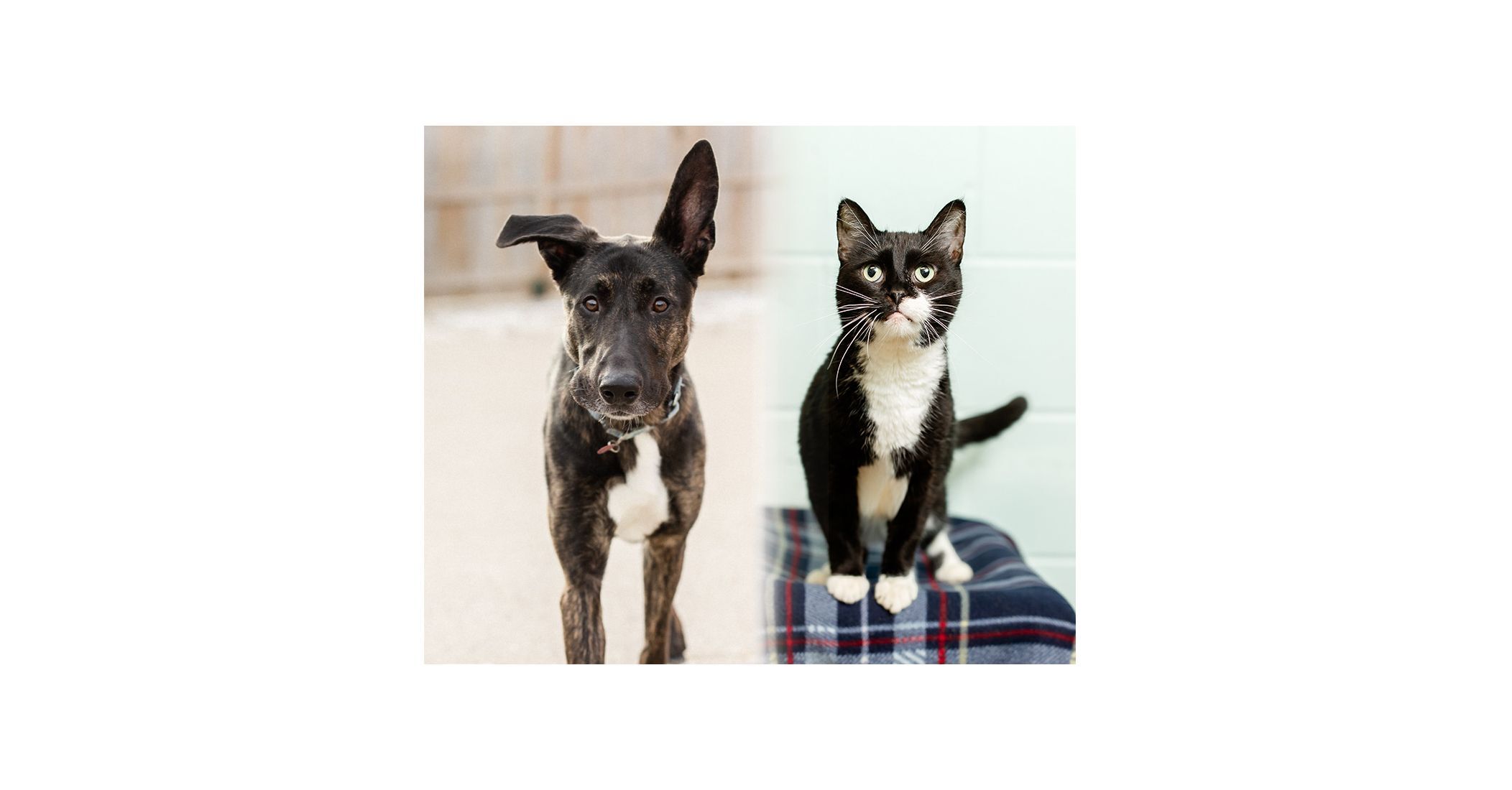Home : Homeward Animal Shelter