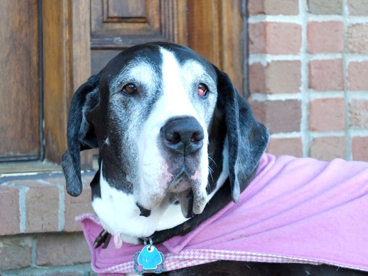 Home : Great Dane Rescue