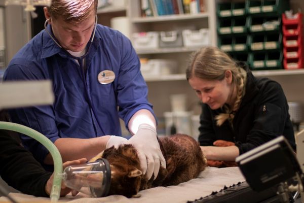 Vet Tech Registrar and Keeper : Animals : Lincoln Children's Zoo