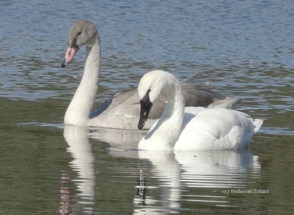 Juvenile Swan Identification | Trumpeter Swan Society