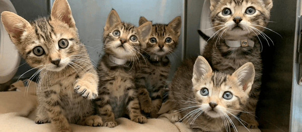 SPCA Monterey County