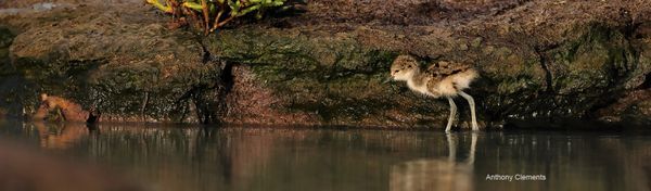 Home | Houston Audubon