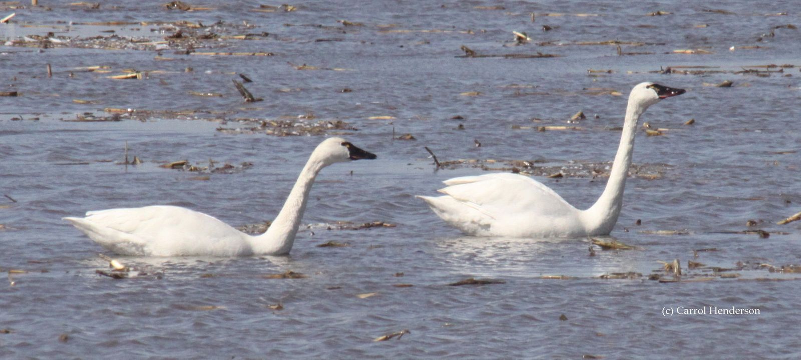 Common Swan Behaviors |Trumpeter Swan Society