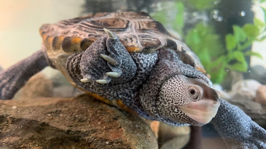 Have a WILD Time: Birthday Parties at Audubon Society of Rhode Island