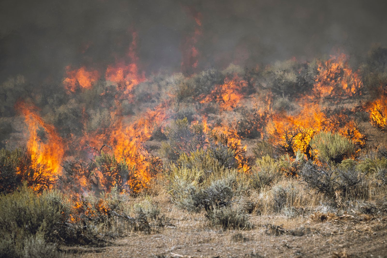 Impact : Harney County Wildfire Collaborative : Collaboratives : High ...