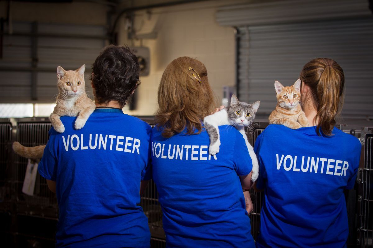 Volunteer : How to Help : Animal Shelter of Northeast Nebraska