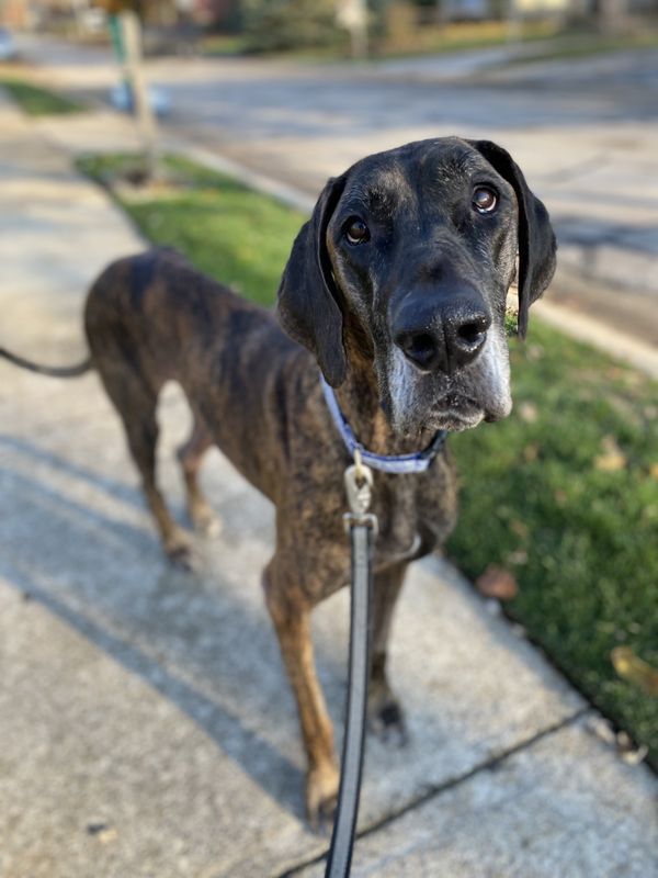 Available Danes : Adopt A Dane : Great Dane Rescue