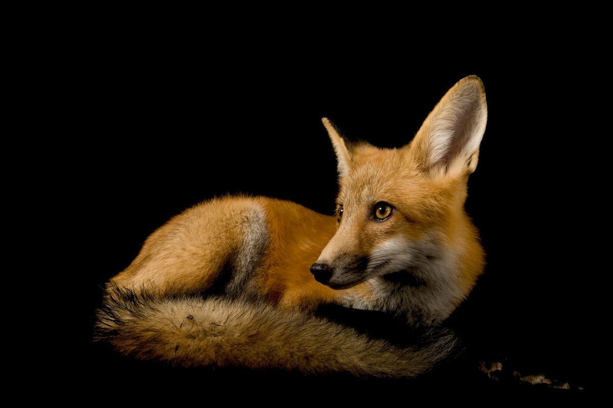 About Us : Who We Are : Nebraska Wildlife Rehab, Inc.