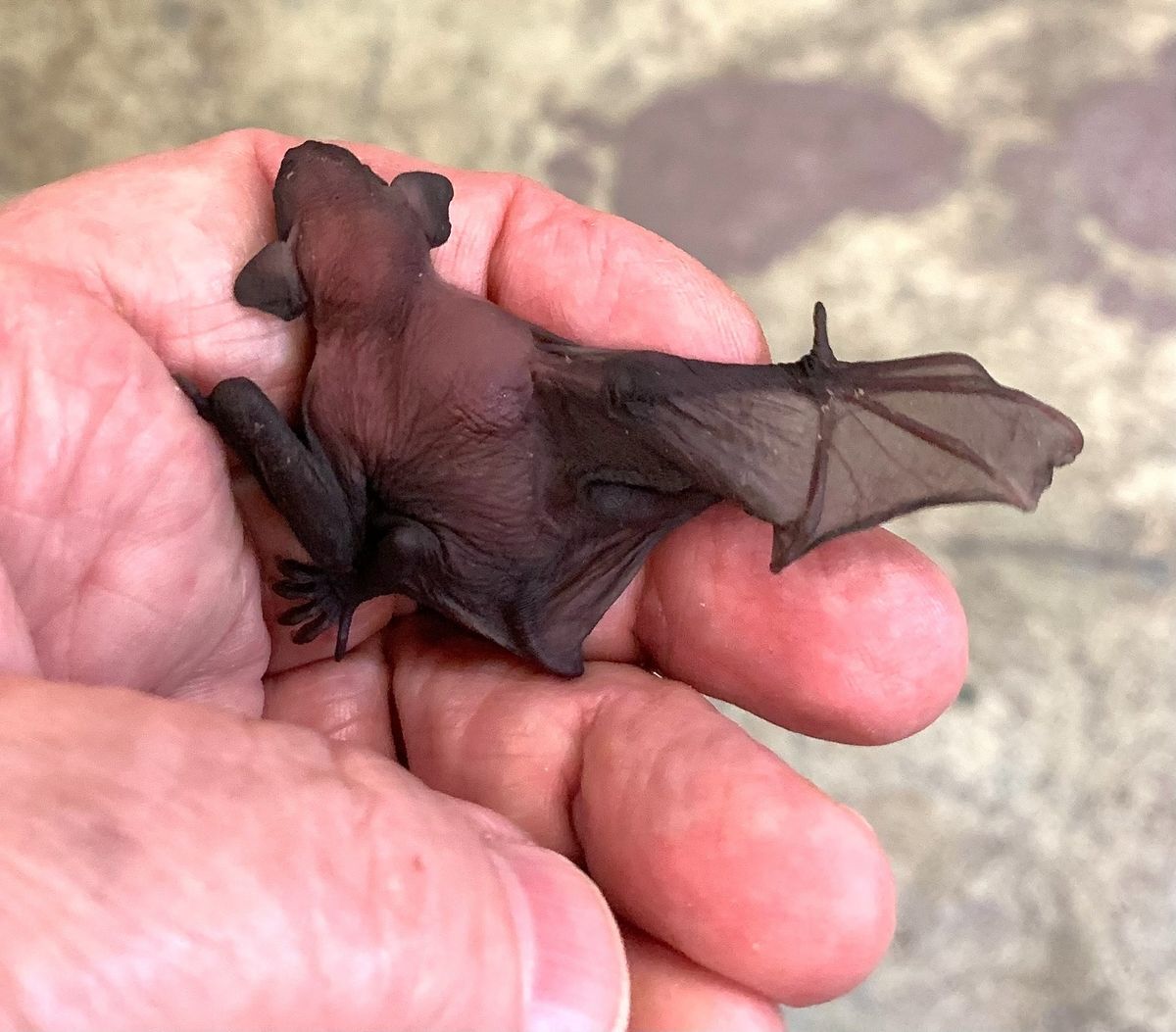 General Information : Found An Injured Animal? : Acadia Wildlife Center